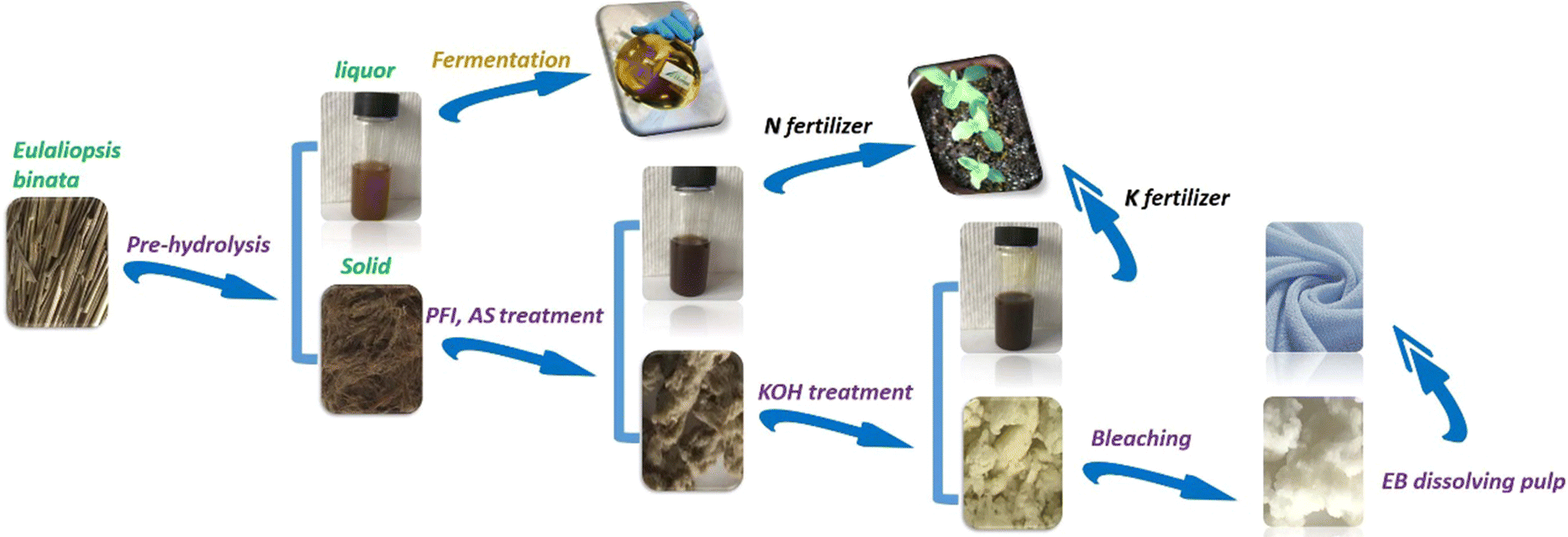 Production of dissolving pulp from Eulaliopsis binata with the concept ...