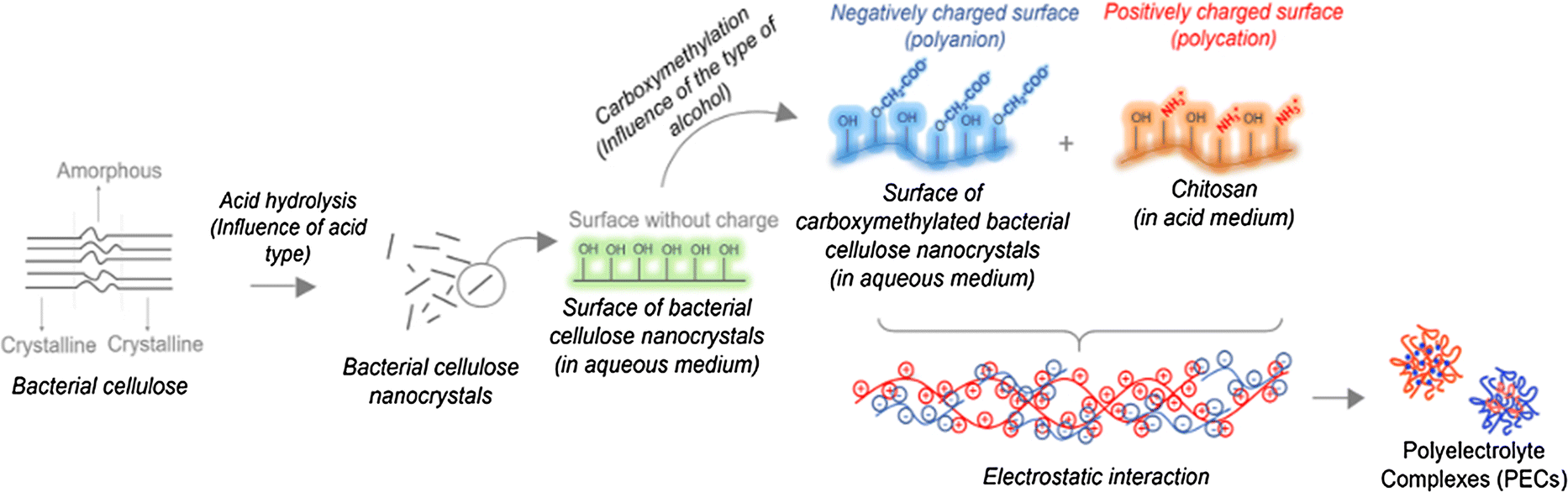Chemically modified cellulose nanocrystals as polyanion for preparation ...