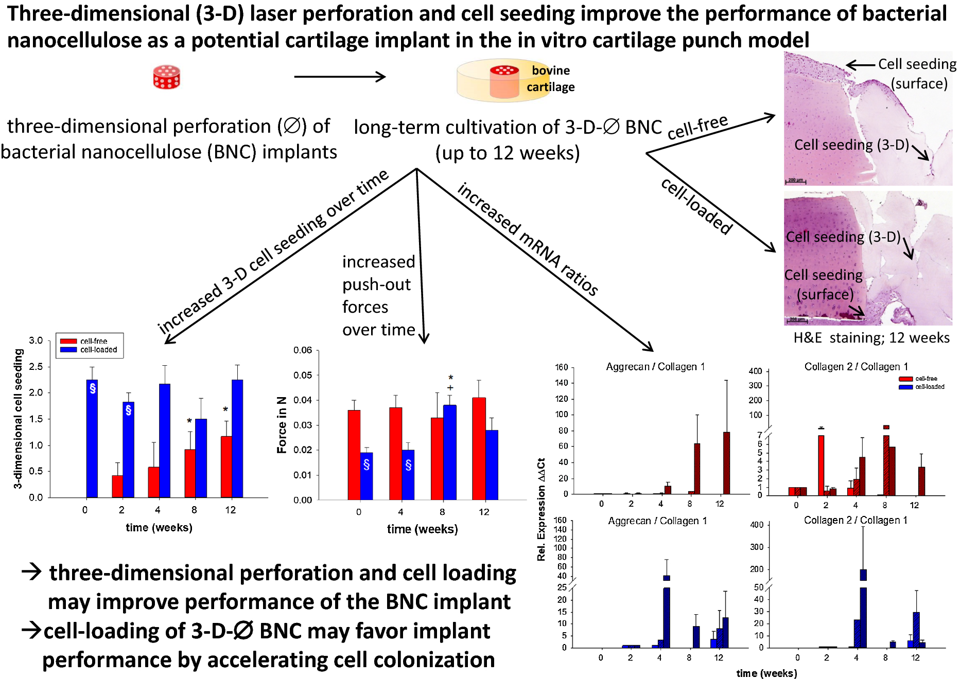 Laser perforation and cell seeding improve bacterial nanocellulose as a ...