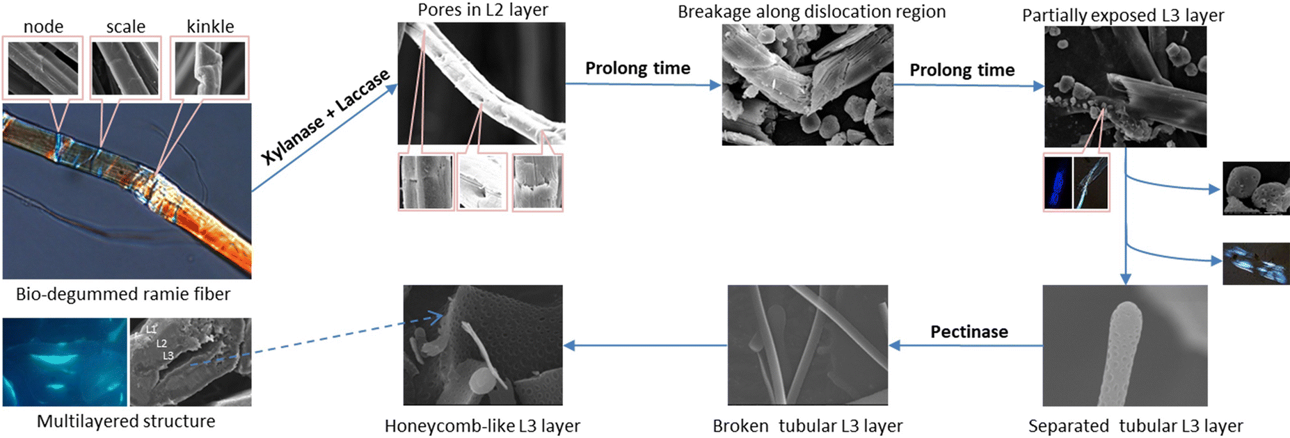 Investigation of the structure of ramie fibers by enzymatic peeling ...