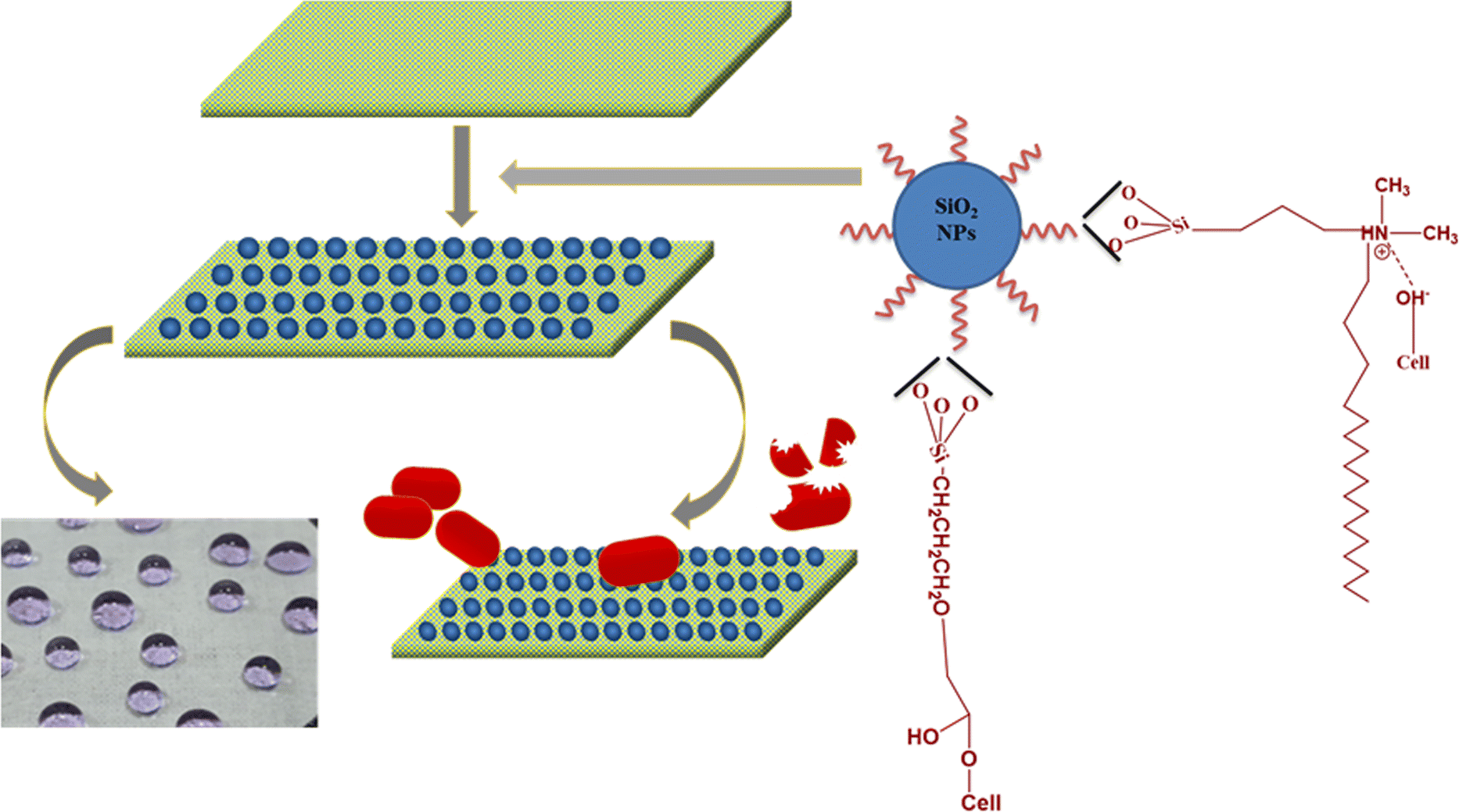 Modification of silica nanoparticles to develop highly durable ...