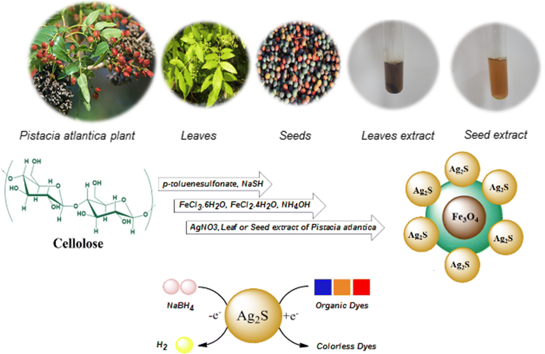 Green synthesis of Ag2S nanoparticles on cellulose/Fe3O4 nanocomposite template for catalytic ...