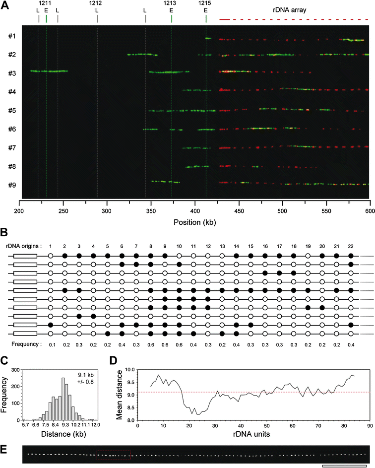 Defining replication origin efficiency using DNA fiber assays ...