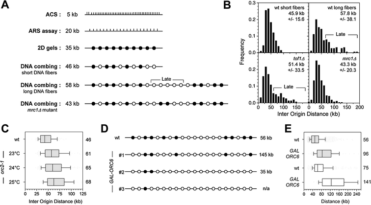 Defining replication origin efficiency using DNA fiber assays ...