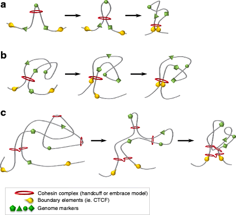 Cohesin biology meets the loop extrusion model | SpringerLink