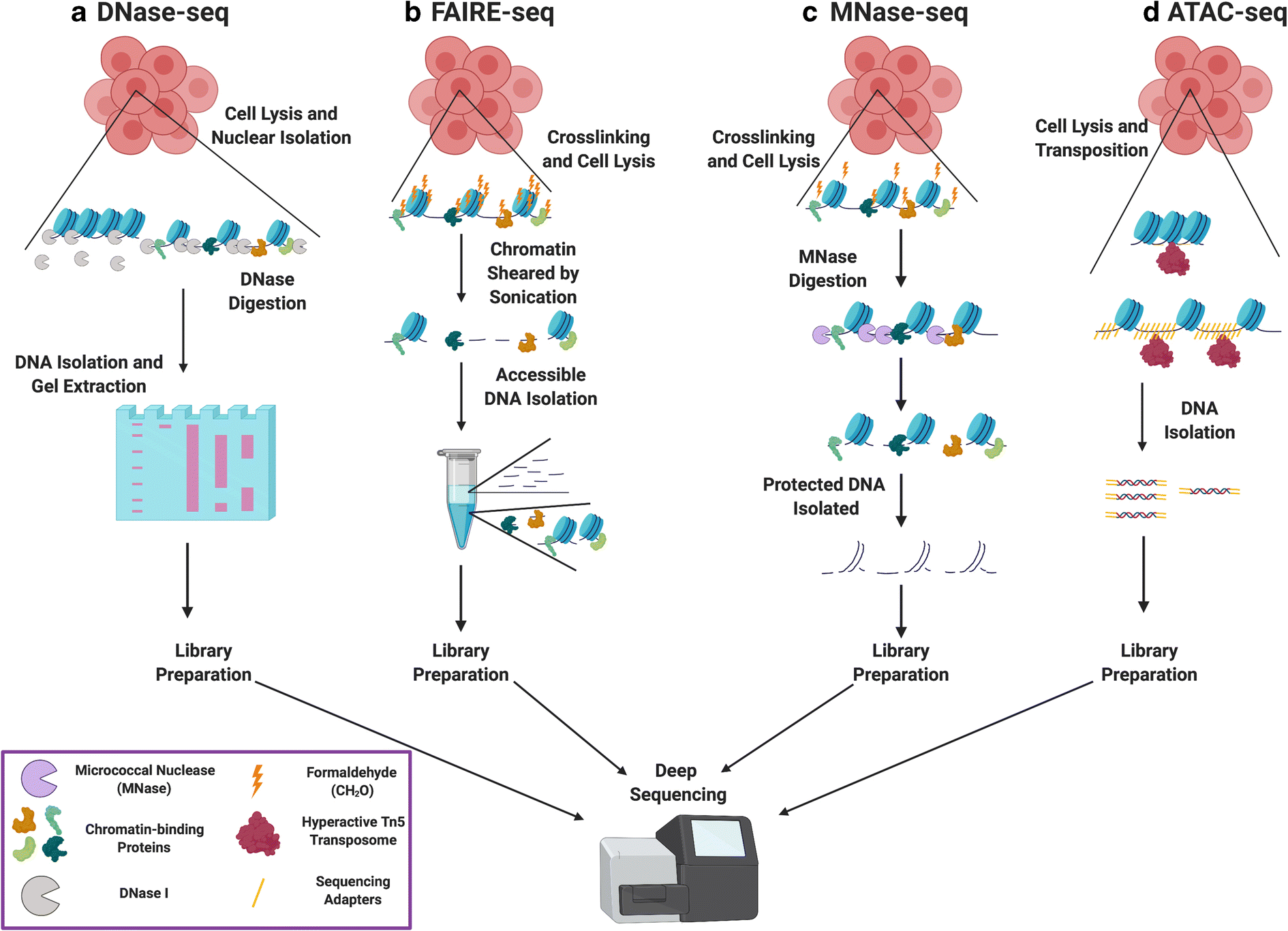 Genomic methods in profiling DNA accessibility and factor localization ...