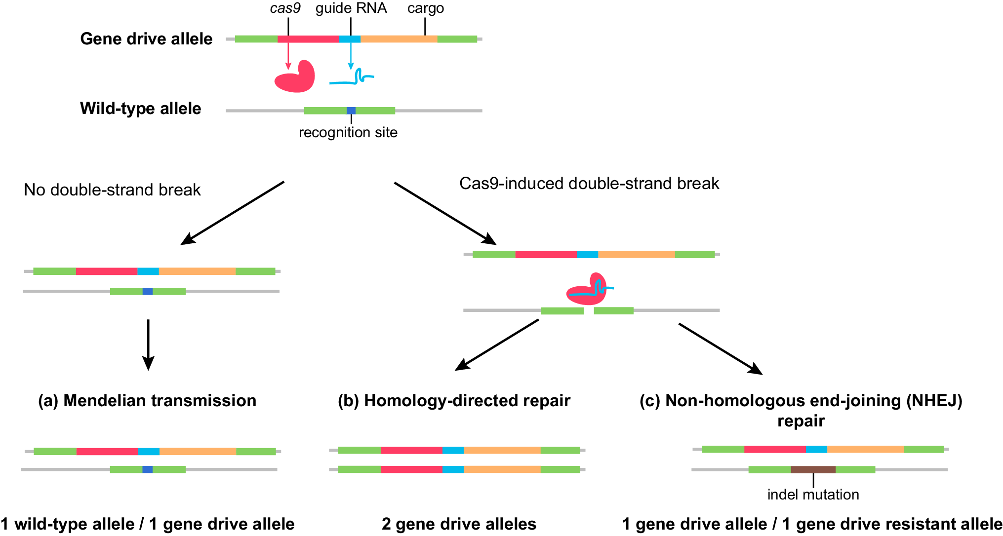 Population management using gene drive: molecular design, models of ...