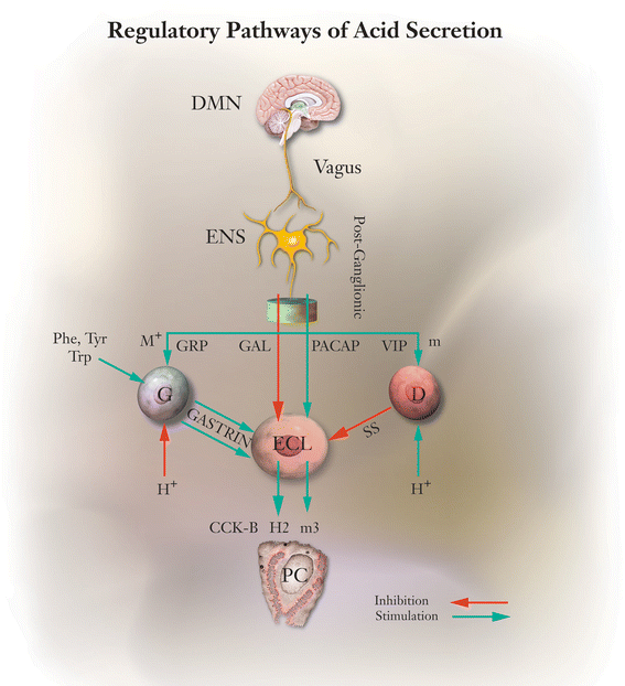 Gastric Acid-Dependent Diseases: A Twentieth-Century Revolution ...
