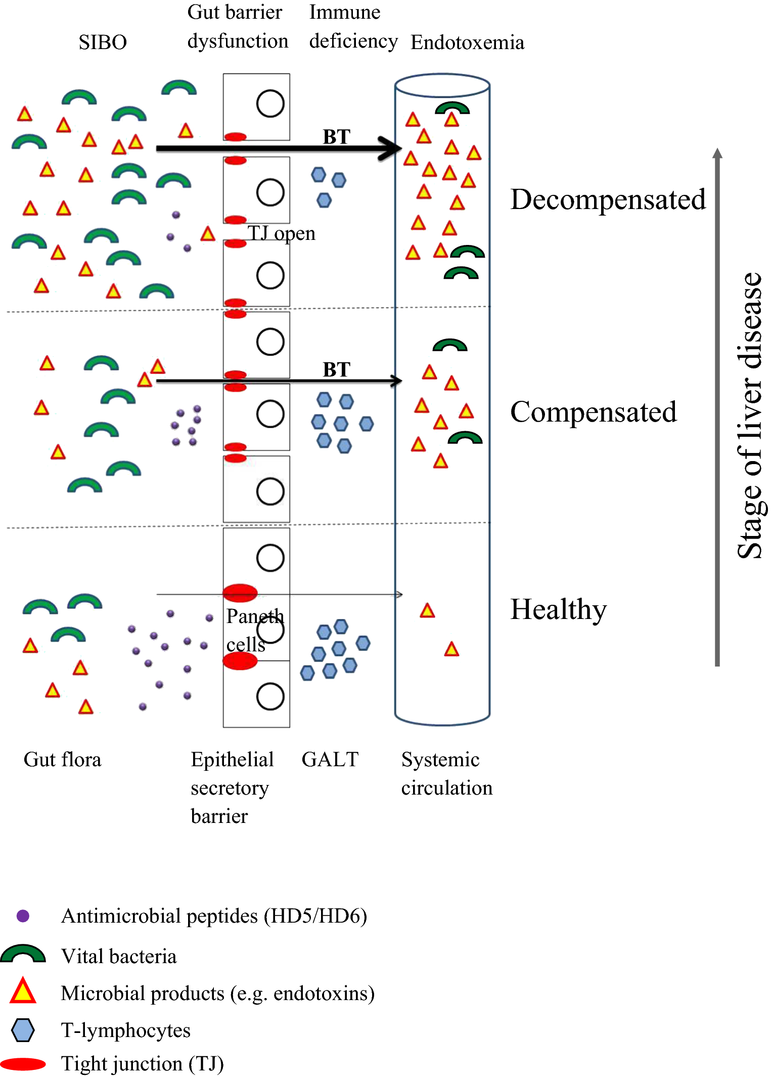 Compromise of α-Defensin Function in Liver Cirrhosis Facilitates the ...