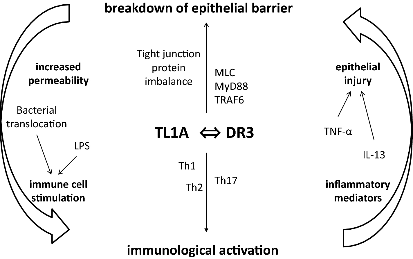 At the Junction of Immunity and Barrier Function: The Immunomodulatory ...