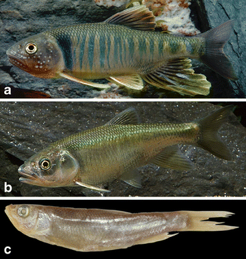 The taxonomy and phylogeny of the cyprinid genus Opsariichthys Bleeker ...
