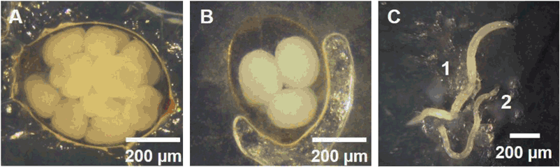 Enchytraeus crypticus fitness: effect of density on a two-generation ...