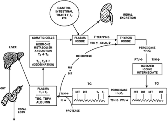 The importance of iodine in public health | SpringerLink