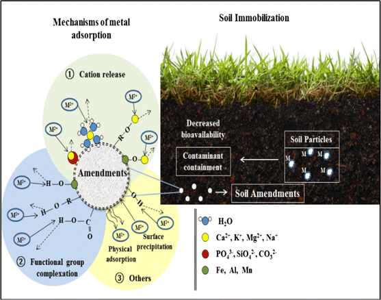 Remediation of soils contaminated with heavy metals with an emphasis on ...