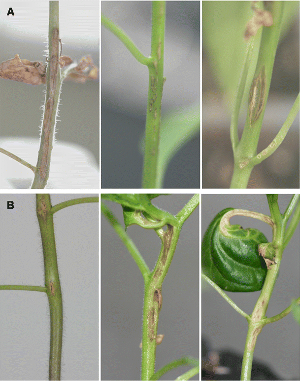 Characterization of phenotypic variants of Clavibacter michiganensis ...