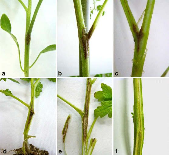 A pith necrosis caused by Xanthomonas perforans on tomato plants ...
