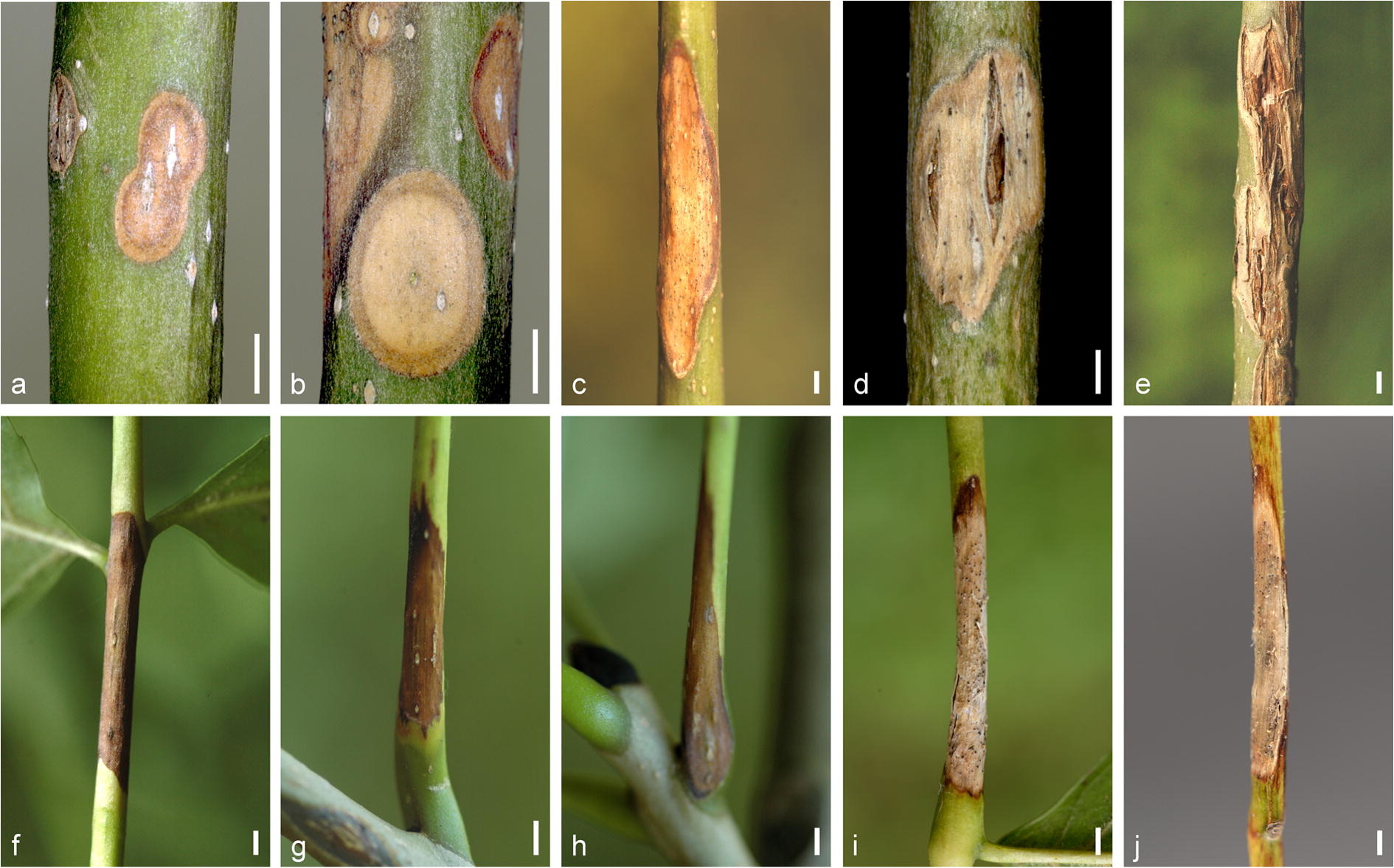 The association of Boeremia lilacis with necrotic lesions on shoots and ...