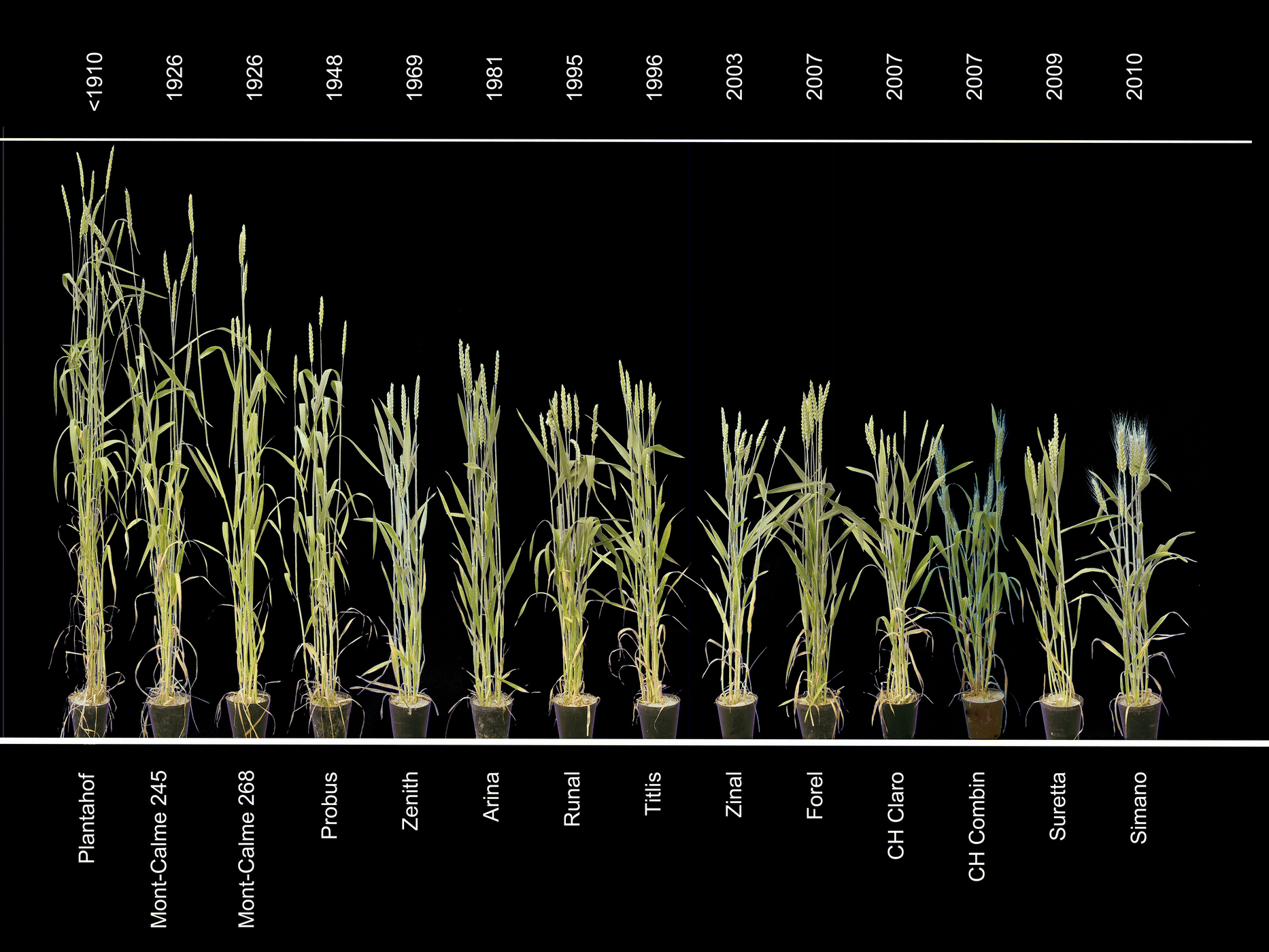 Modern wheat semi-dwarfs root deep on demand: response of rooting depth ...