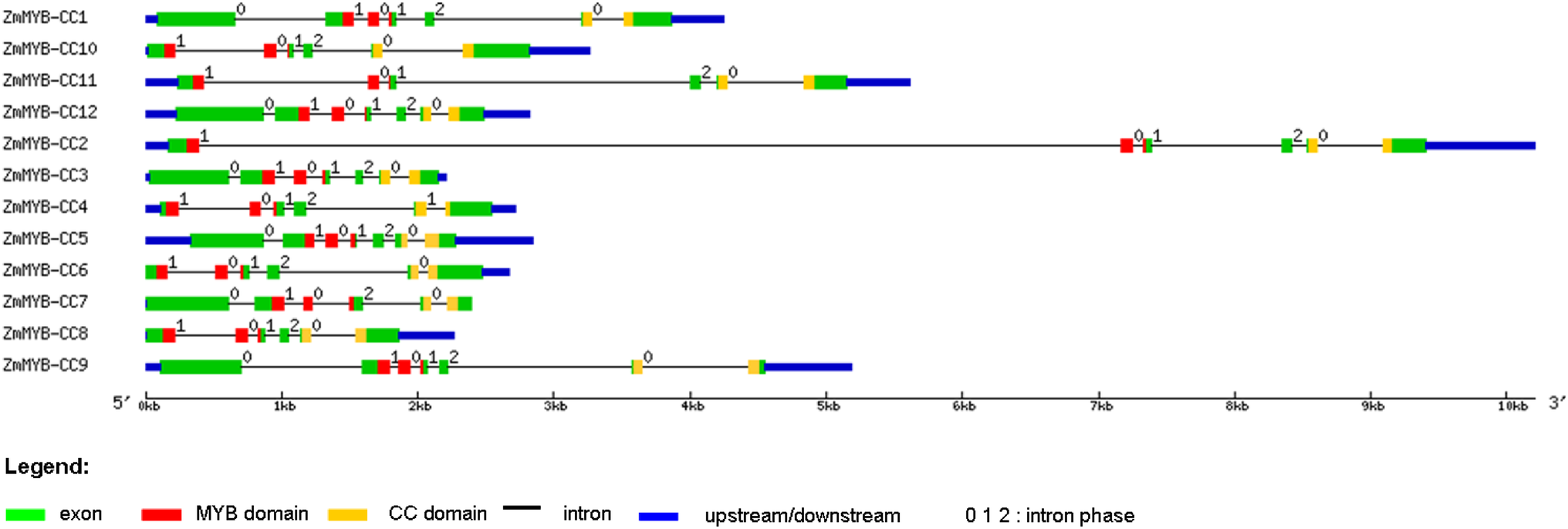 Correction to: Genome-wide analysis of the MYB-CC gene family of maize ...