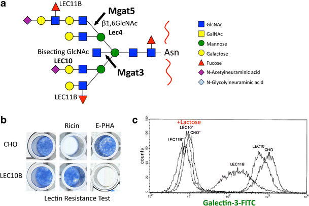 The bisecting GlcNAc in cell growth control and tumor progression ...