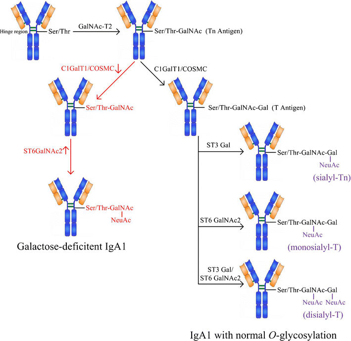 IgG-Fc N-glycosylation at Asn297 and IgA O-glycosylation in the hinge region in health and ...