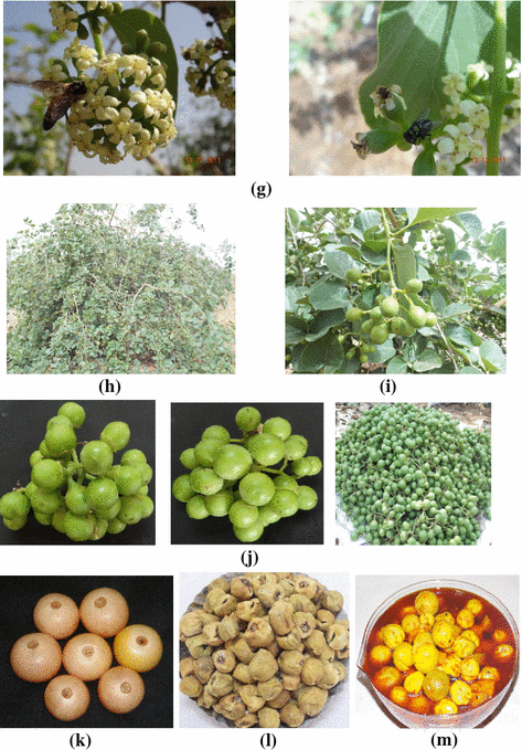 Diversity, distribution and horticultural potential of Cordia myxa L ...