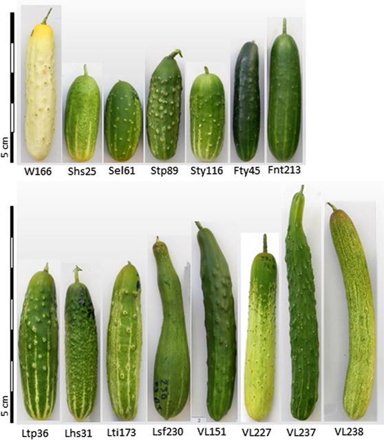 Morphological characterization of the cucumber ( Cucumis sativus L ...