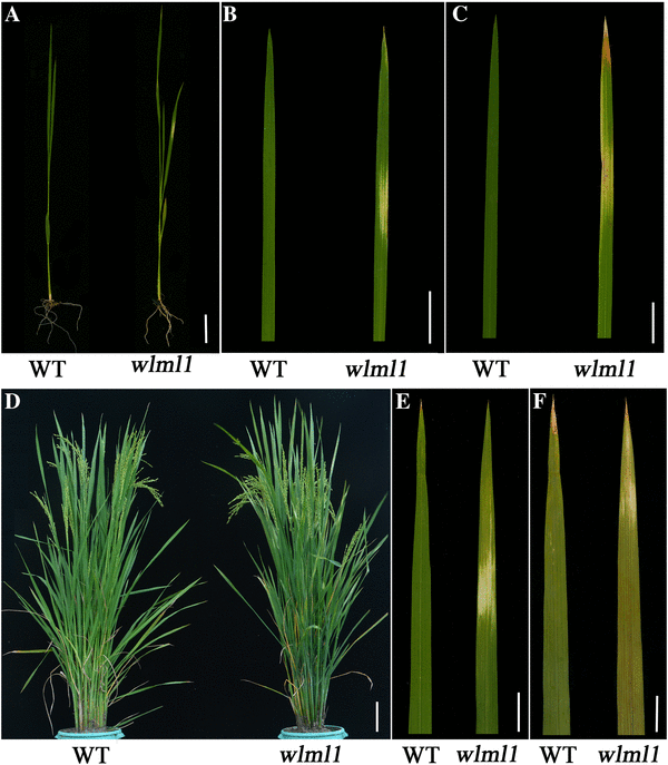 Genetic analysis and fine-mapping of a new rice mutant, white and ...