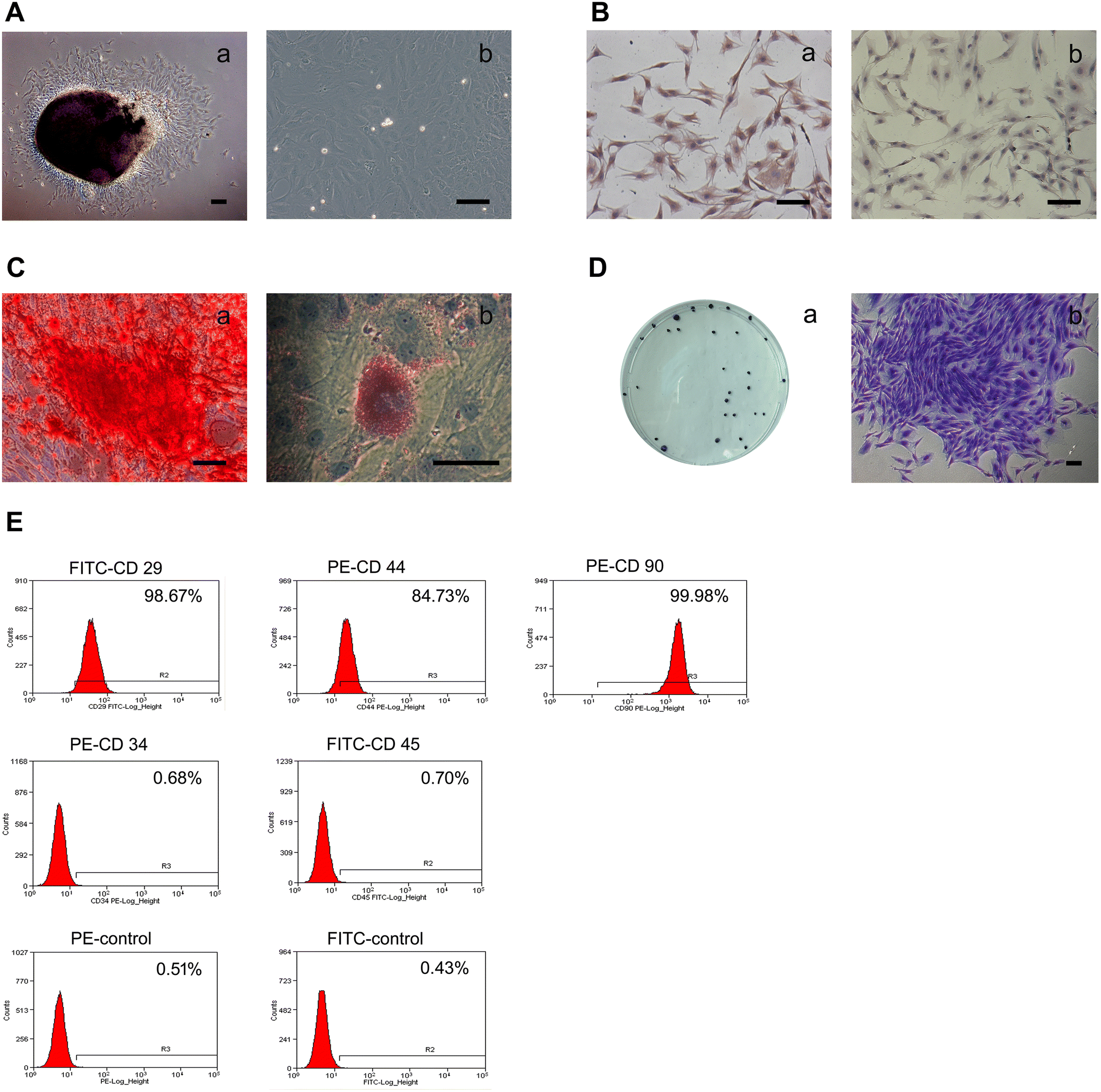 NFIC promotes the vitality and osteogenic differentiation of rat dental ...