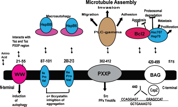 BAG3: a new player in the heart failure paradigm | SpringerLink