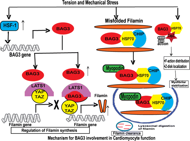 BAG3: a new player in the heart failure paradigm | SpringerLink