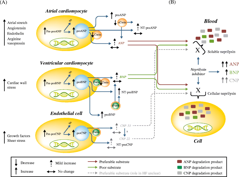 Resetting the neurohormonal balance in heart failure (HF): the ...