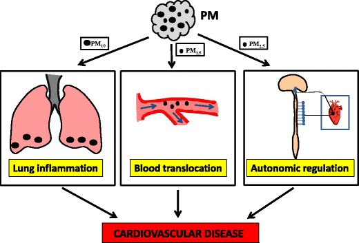 The mechanisms of air pollution and particulate matter in ...