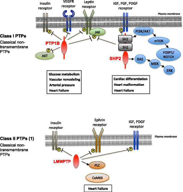 Protein tyrosine phosphatases in cardiac physiology and pathophysiology ...
