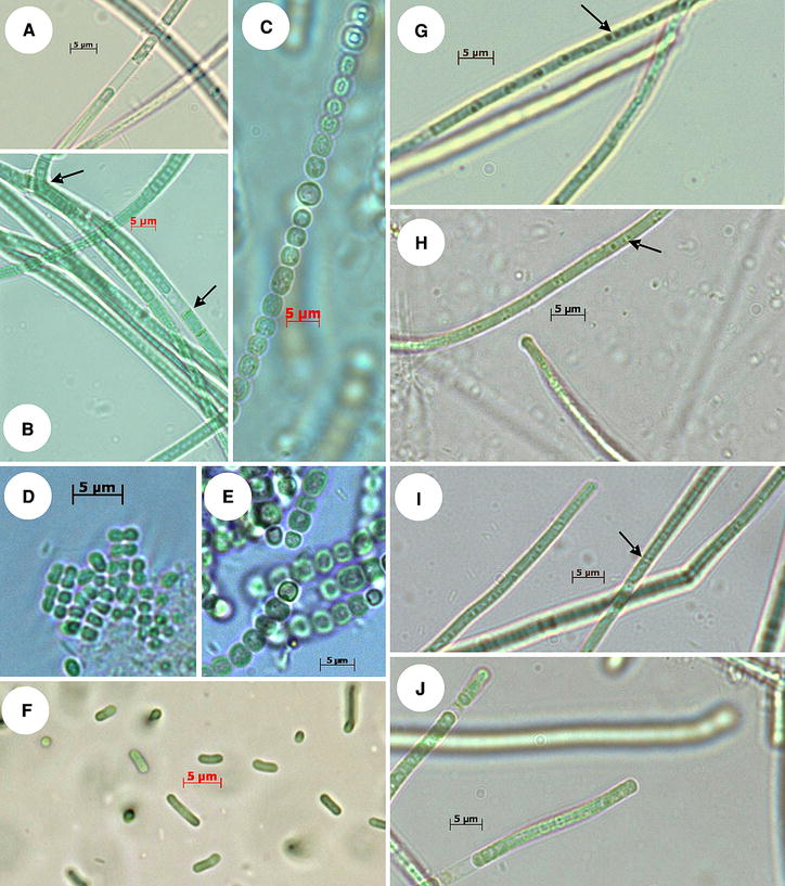 Morphological and molecular characterization of cyanobacteria from a ...