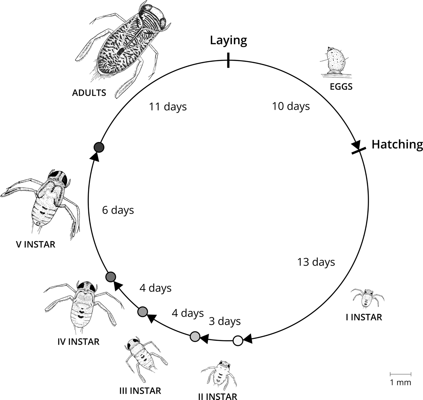 The life cycle of the alien boatman Trichocorixa verticalis (Hemiptera ...