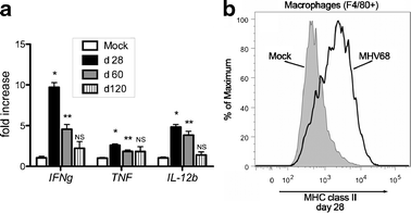 MHV68 Latency Modulates the Host Immune Response to Influenza A Virus ...
