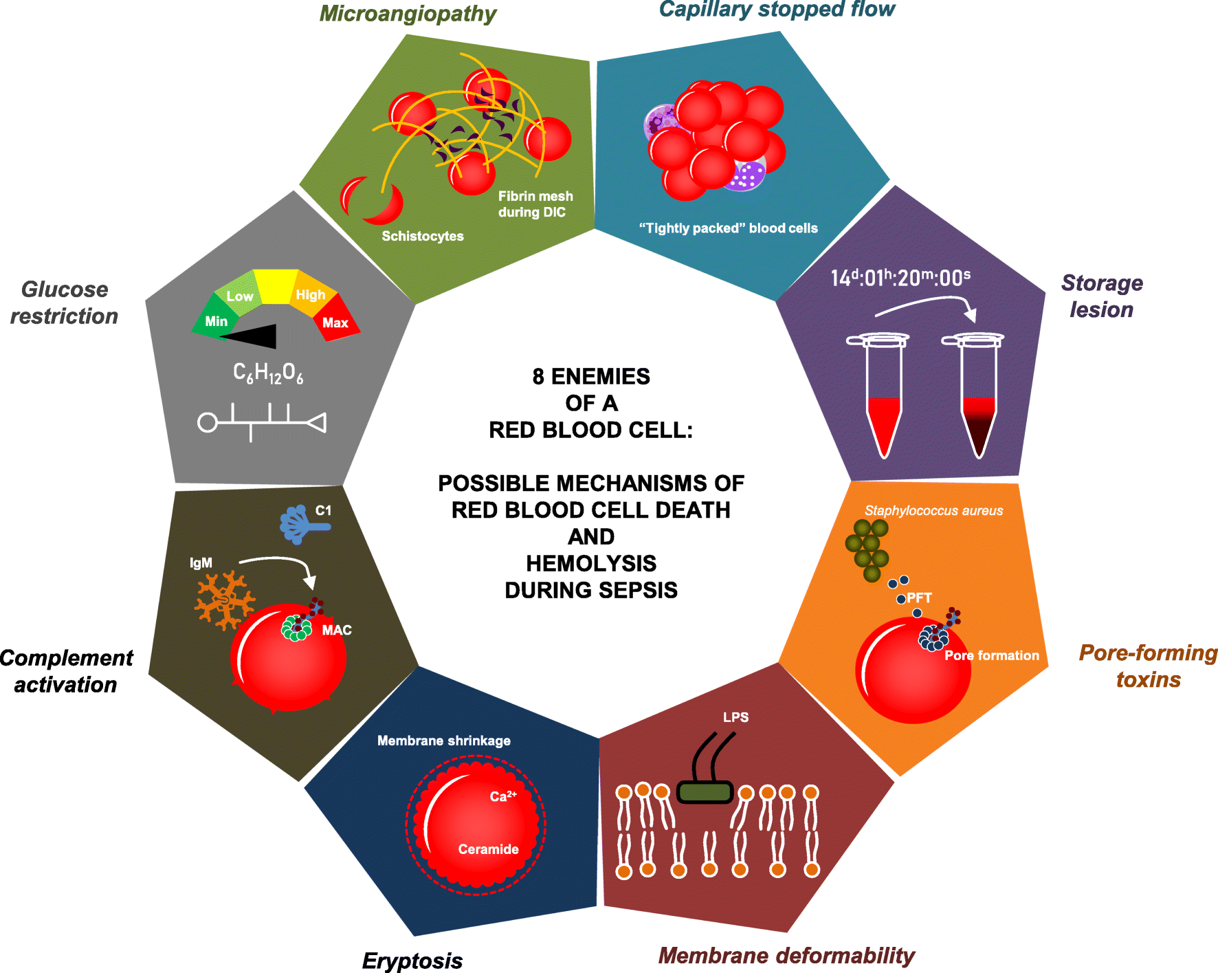 Mechanisms of Hemolysis During Sepsis | SpringerLink
