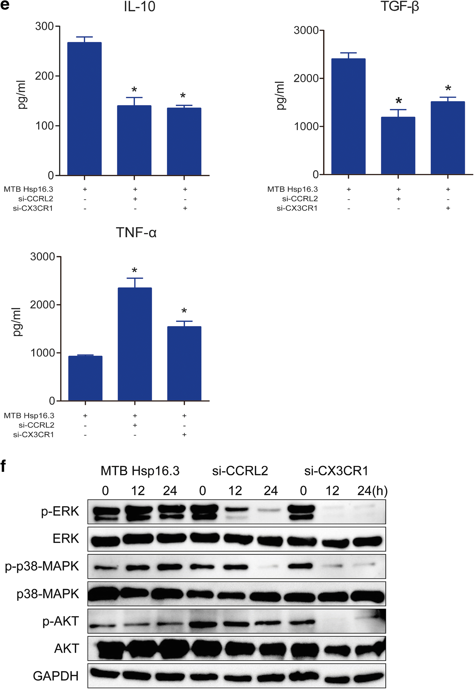 Mycobacterium tuberculosis Heat-Shock Protein 16.3 Induces Macrophage ...