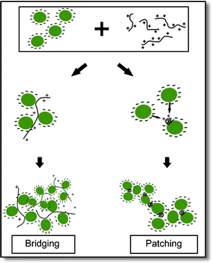 Harvesting of microalgae by bio-flocculation | SpringerLink