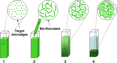 Harvesting of microalgae by bio-flocculation | SpringerLink