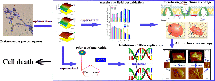 Toxic effect on the membrane system and cell proliferation of ...