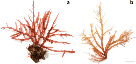 Photosynthetic performance of the red alga Solieria pacifica ...