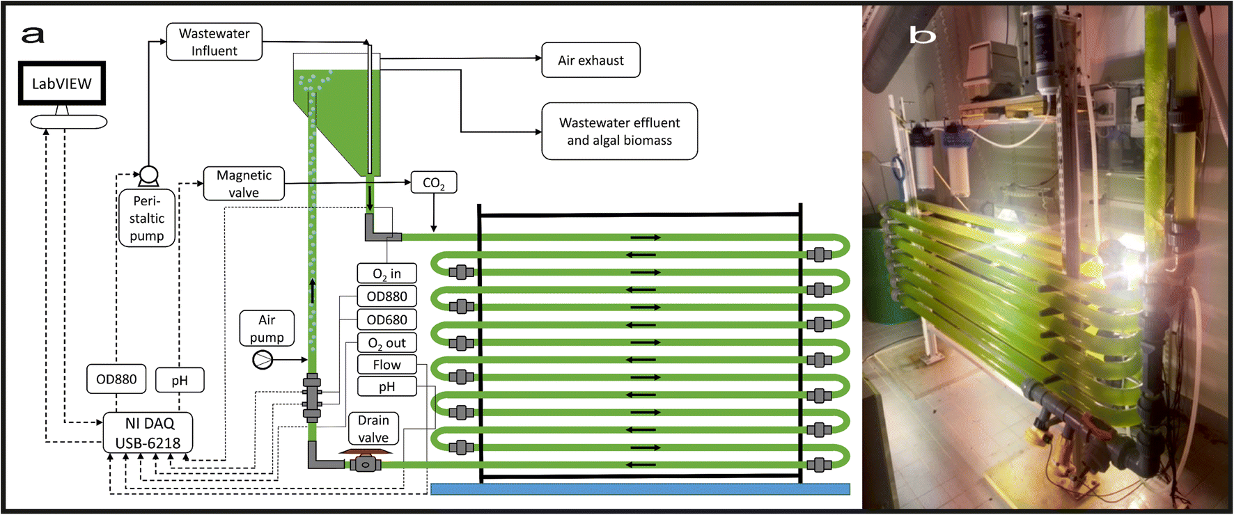 Stable wastewater treatment with Neochloris oleoabundans in a tubular ...