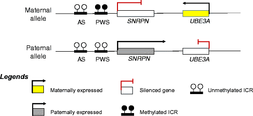 Role of DNA methylation in imprinting disorders: an updated review ...