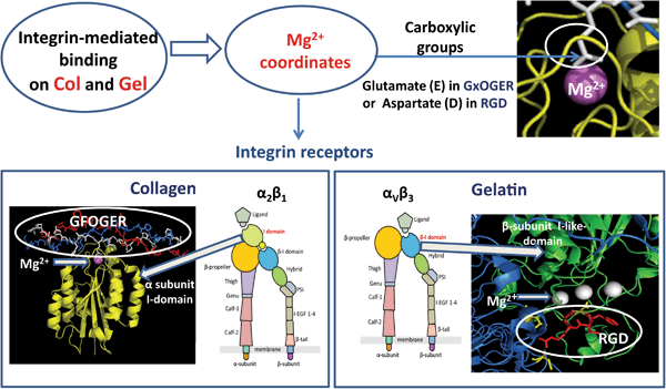 Evaluation of cell binding to collagen and gelatin: a study of the ...