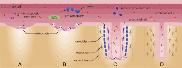 “Ruffled border” formation on a CaP-free substrate: A first step ...