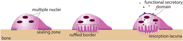 “Ruffled border” formation on a CaP-free substrate: A first step ...