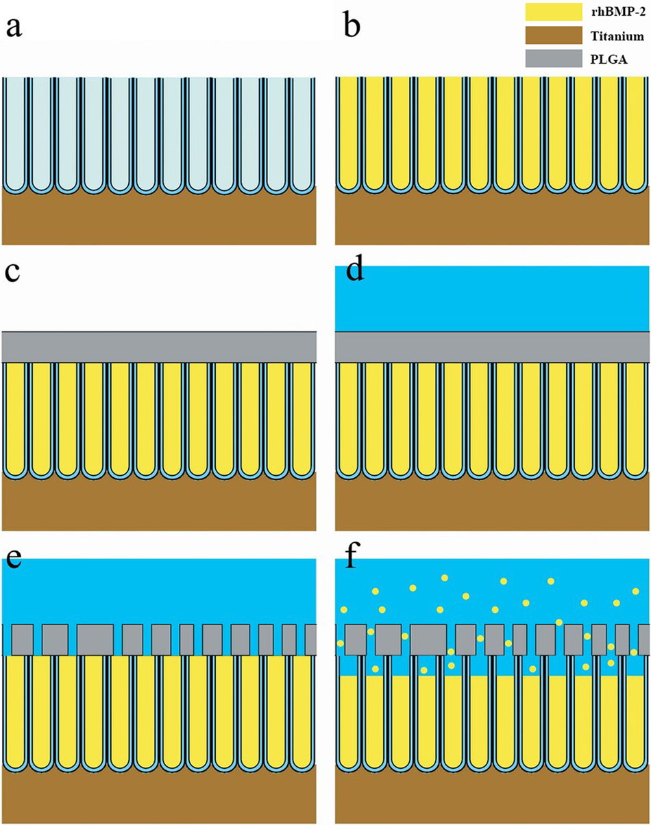 PLGA film/Titanium nanotubues as a sustained growth factor releasing ...