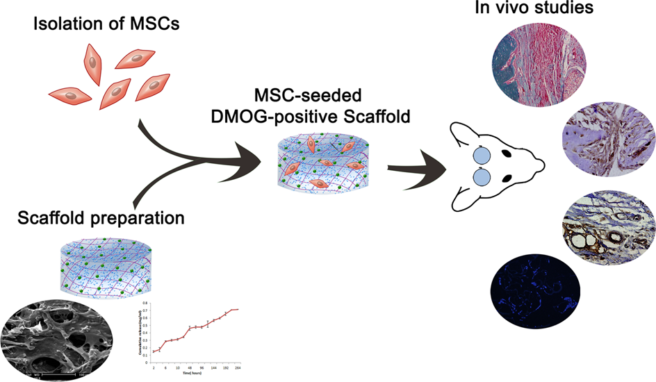 3D-porous β-tricalcium phosphate–alginate–gelatin scaffold with DMOG ...
